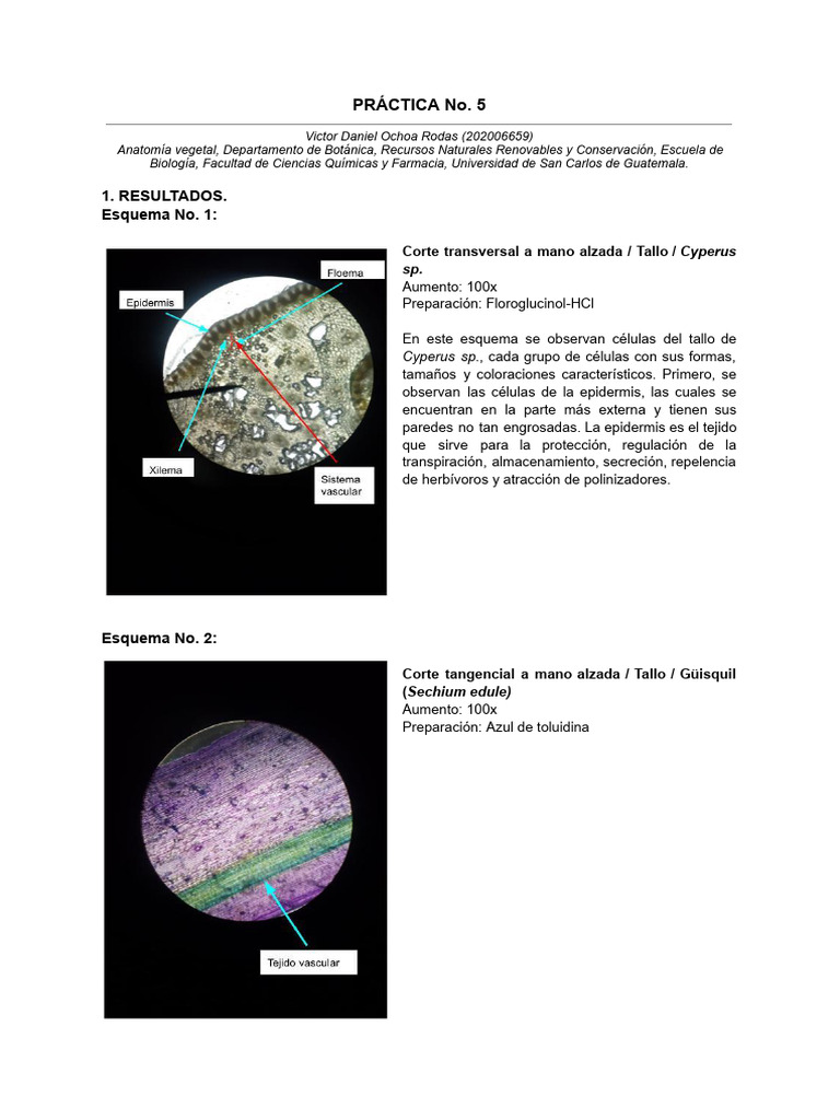 Informe 5 Anato | PDF