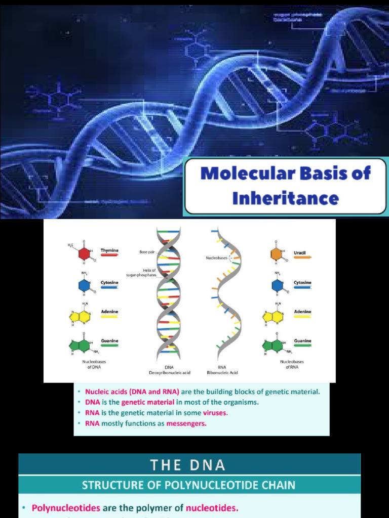 Molecular Basis of Inheritance | PDF