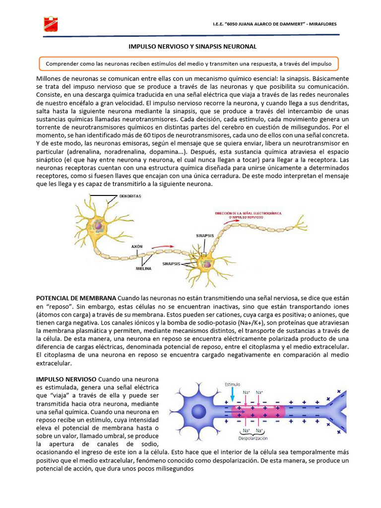 Ficha Impulso Nervioso y Sinapsis Neuronal | PDF