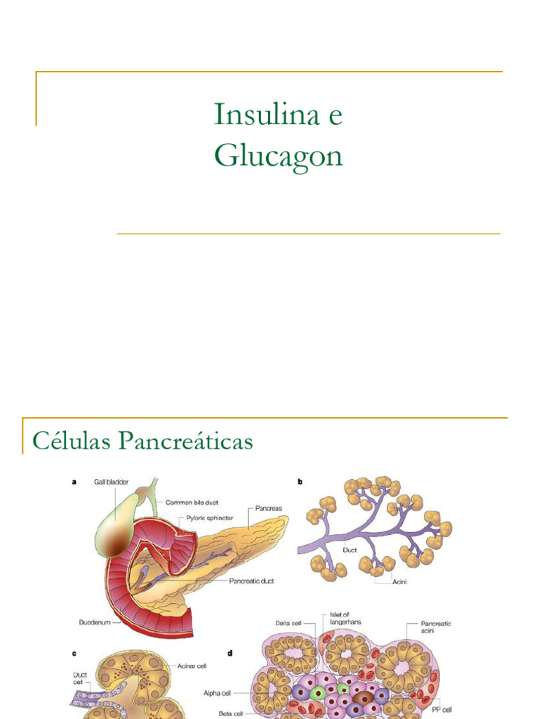 Aula 3 - Insulina e Glucagon | PDF