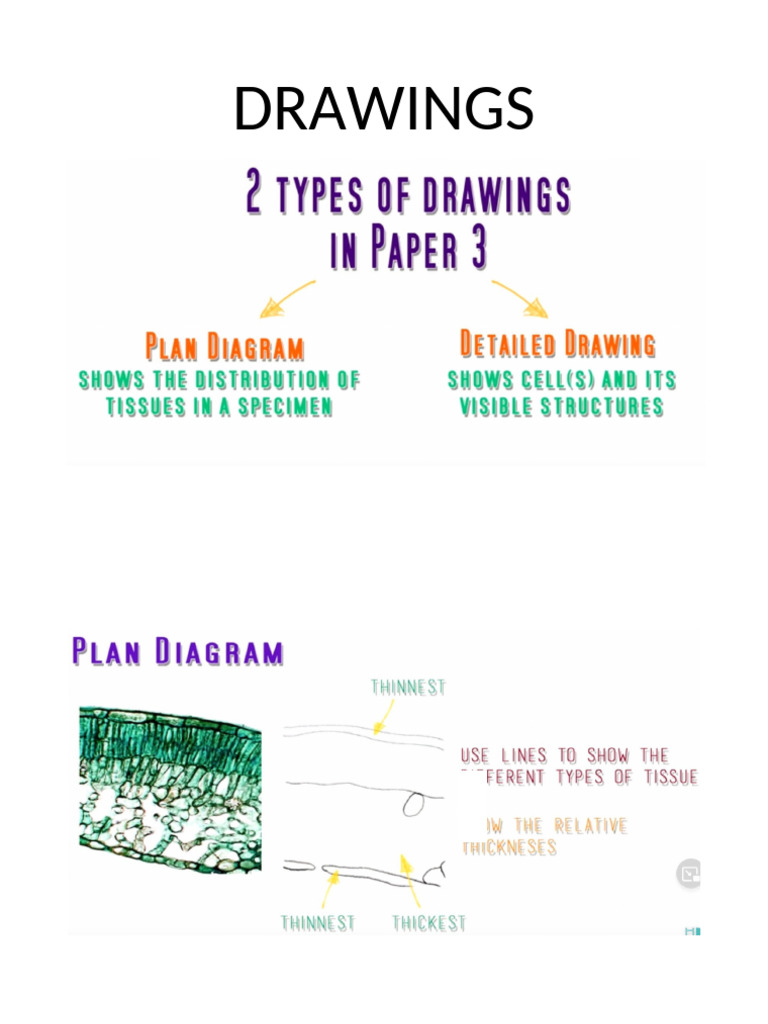 Drawings | PDF