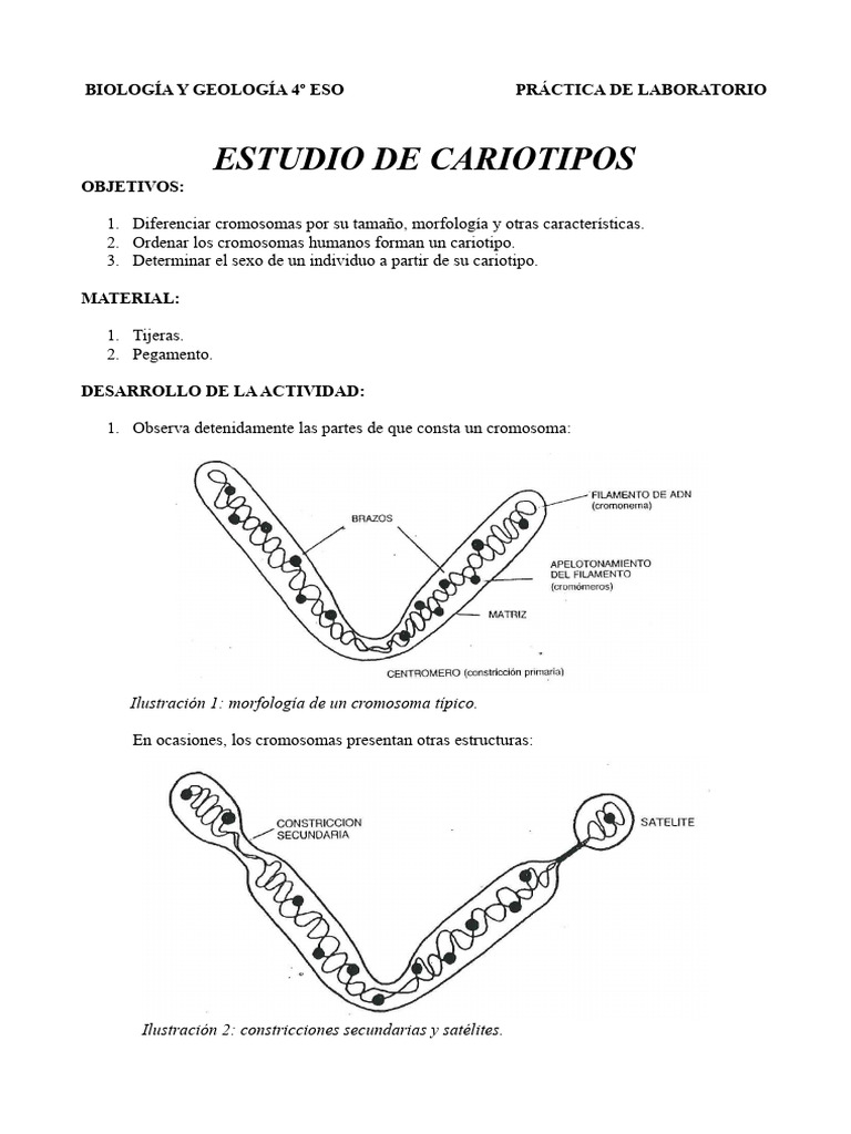Práctica Estudio Cariotipos | PDF | Cromosoma | Cariotipo