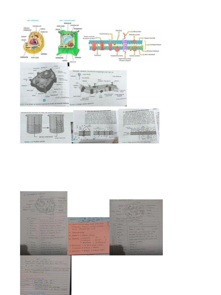 Biologi Sel | PDF