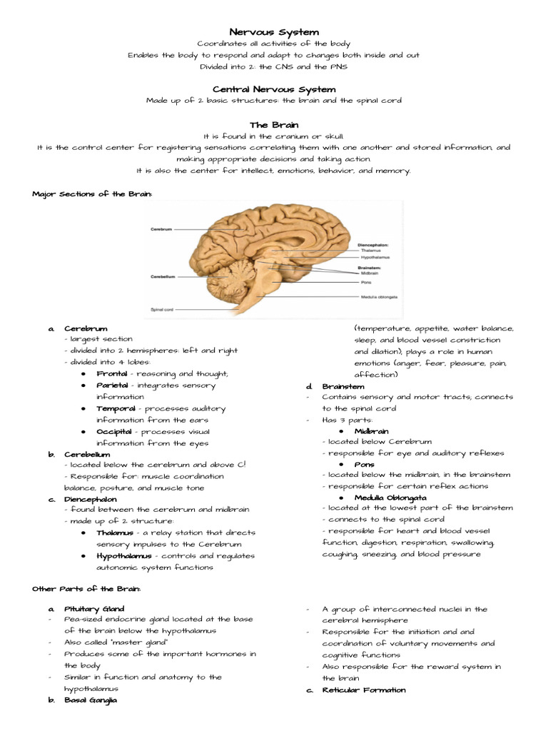 Nervous System - Notes | PDF
