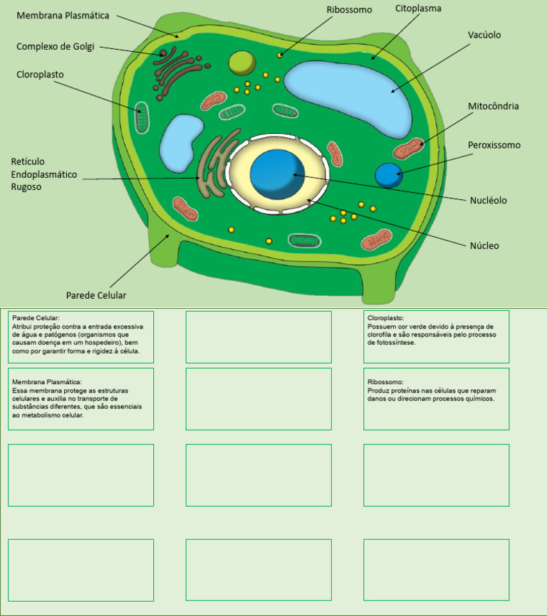 Célula Vegetal PDF | PDF