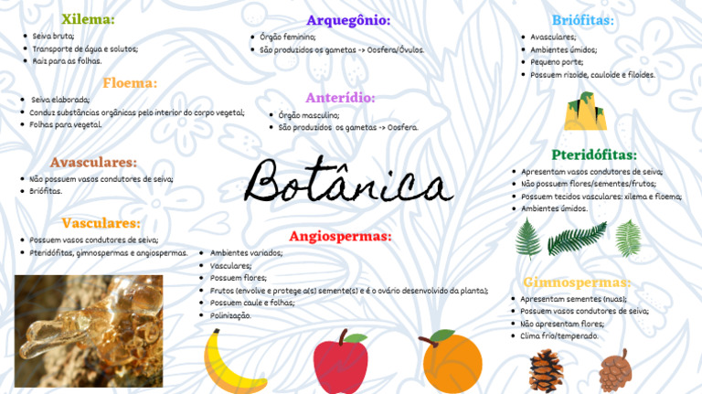Mapa Mental Sobre Botânica | PDF