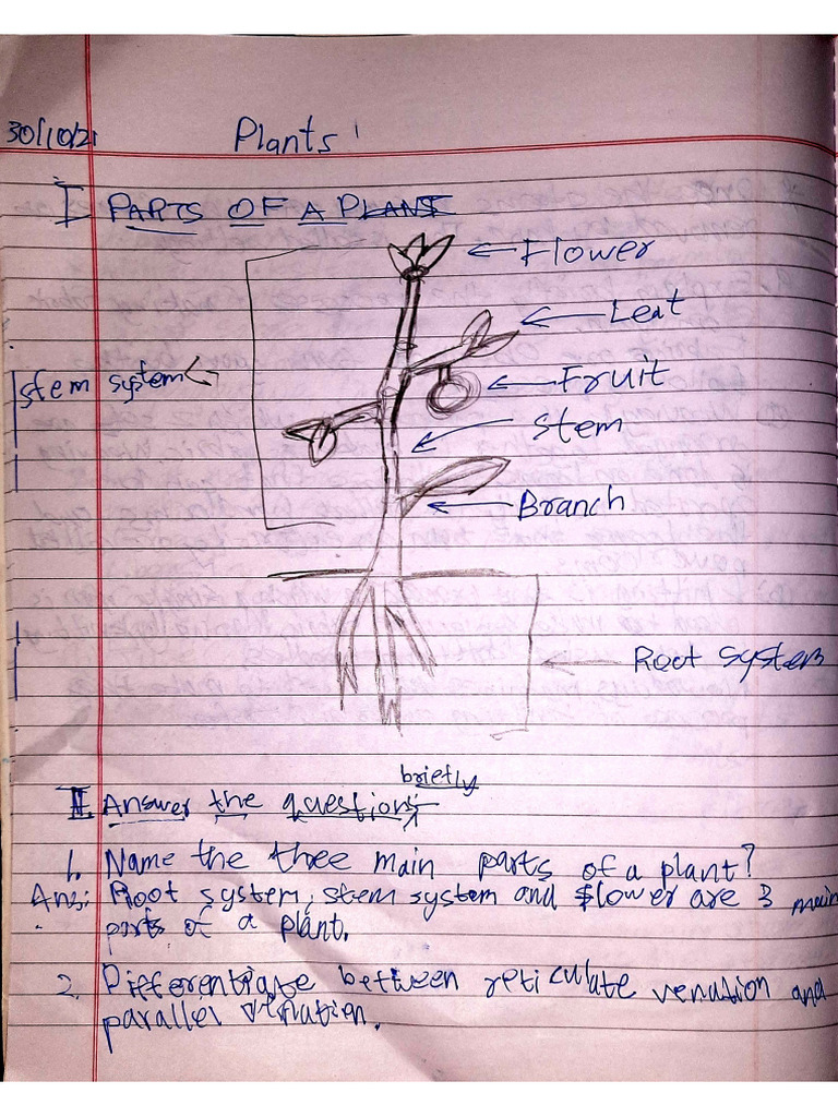 Plants | PDF