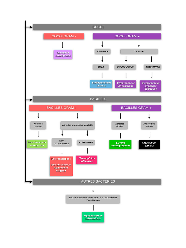Fiche Bactério | PDF