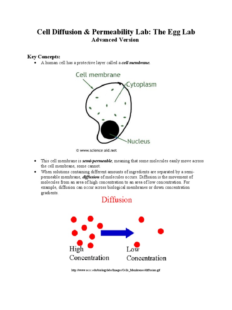 Cell Diffusion And Permeability Advanced Version Pdf