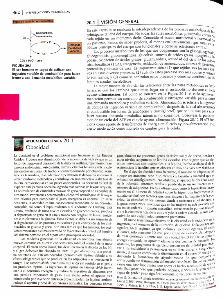 Interrelaciones Metabólicas Devlin | PDF