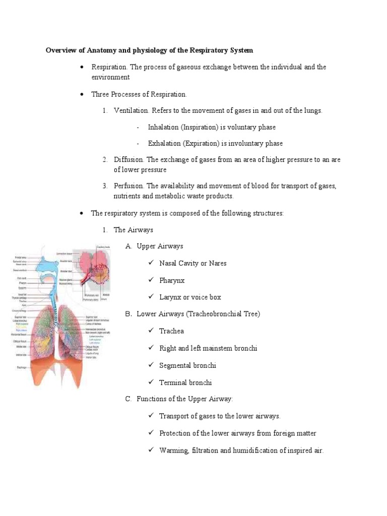 Anatomy and Physiology of Respiratory System | PDF | Respiratory System ...