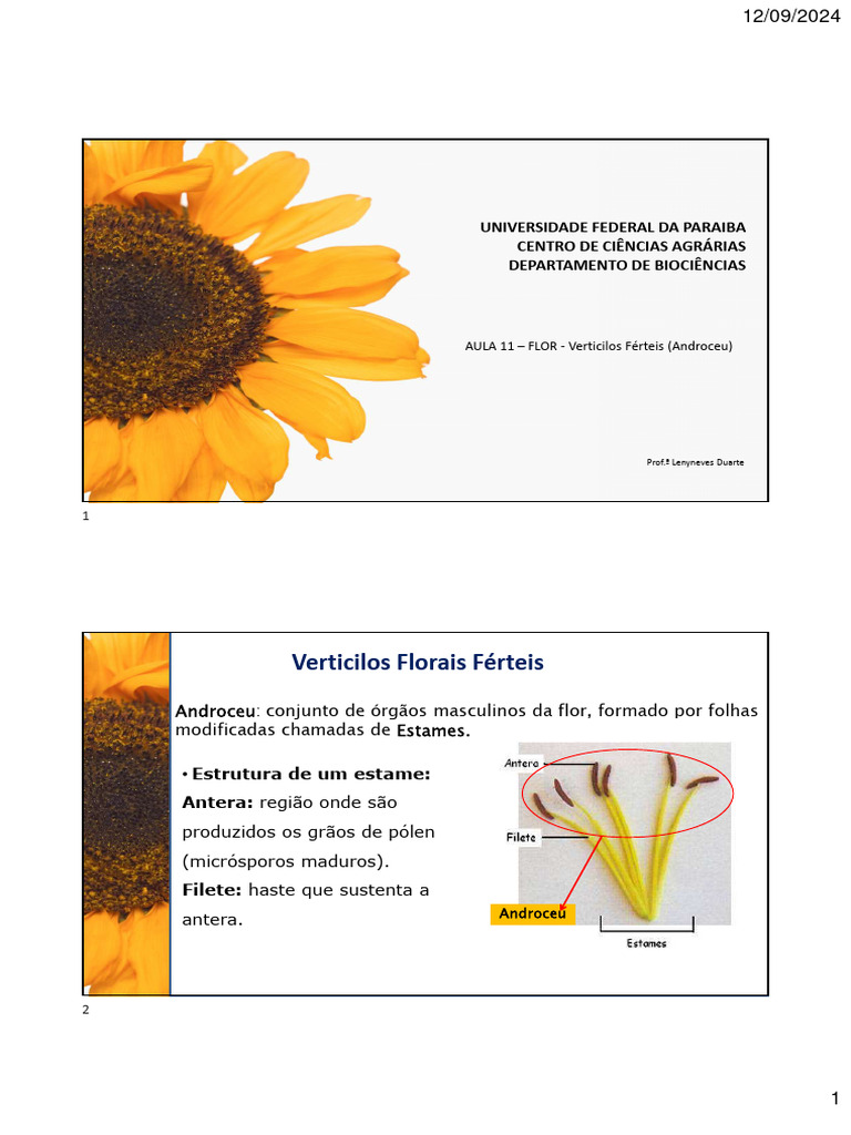 Aula 11 - Flor - Verticilos Frteis Androceu Agro Bio | PDF