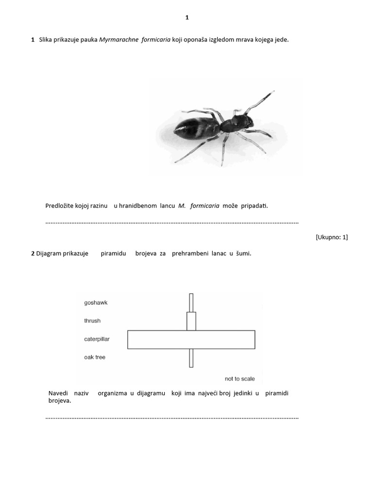 Hranidbeni Lanac I Mreže - Prijevod | PDF