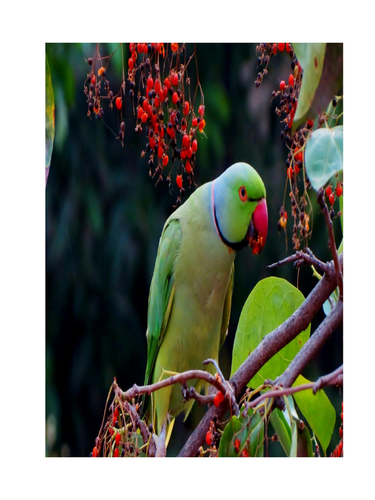 Parrot | PDF