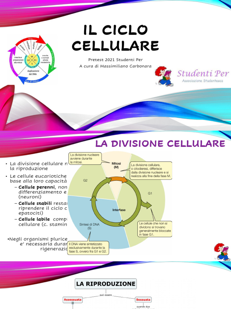Il Ciclo Cellulare | PDF