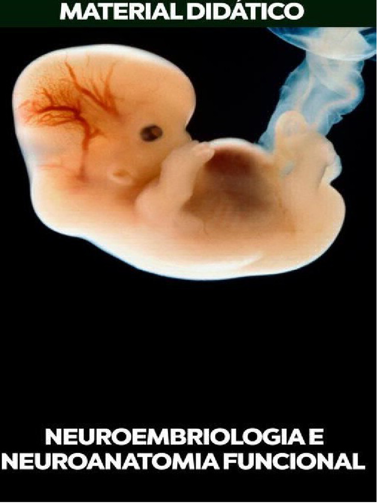 8 Neuroembriologia-E-Neuroanatomia-Funcional | PDF