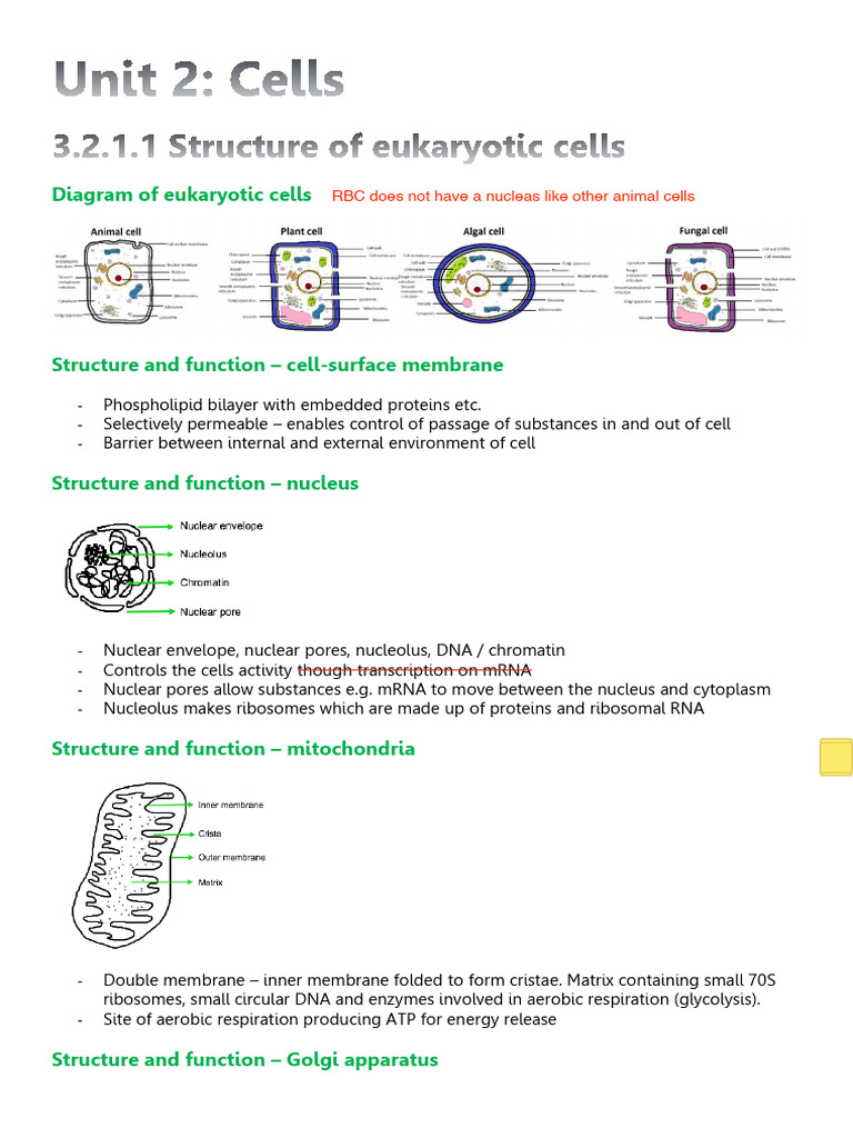 Topic 2 Cells Revision Book | PDF