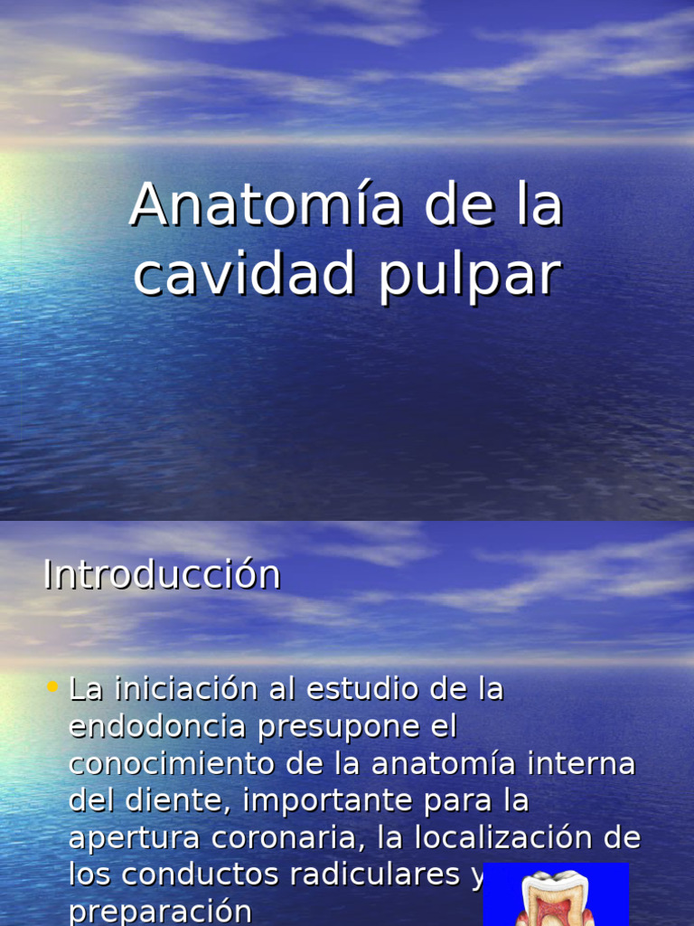 Cámara Pulpar Anatomia – Anatomía Pulpar Dientes Temporales ...