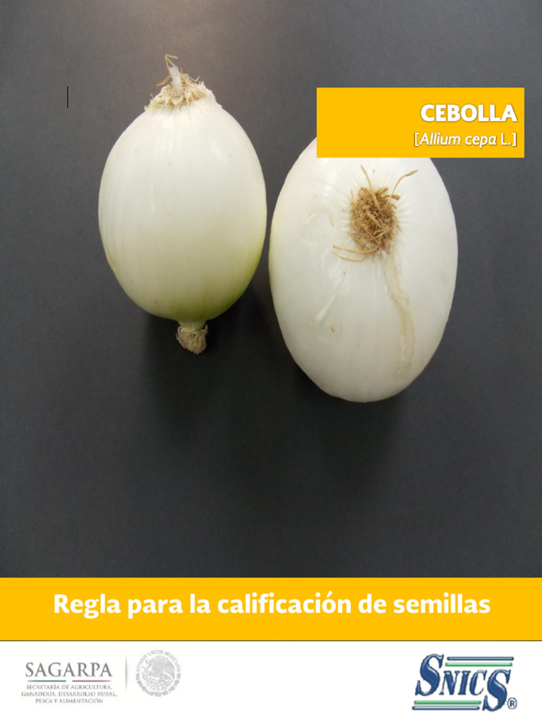 Cebolla | PDF