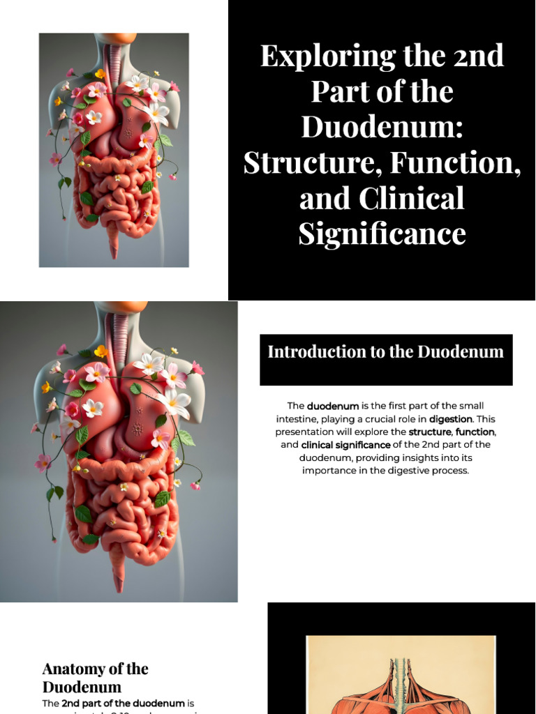 Slidesgo Exploring The 2nd Part of The Duodenum Structure Function and ...