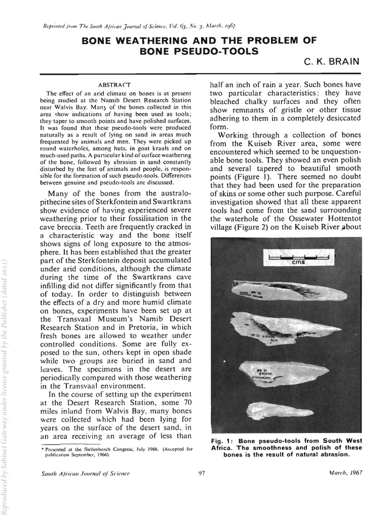 Brain 1967 - Bone Weathering and Pseudo Tools | PDF