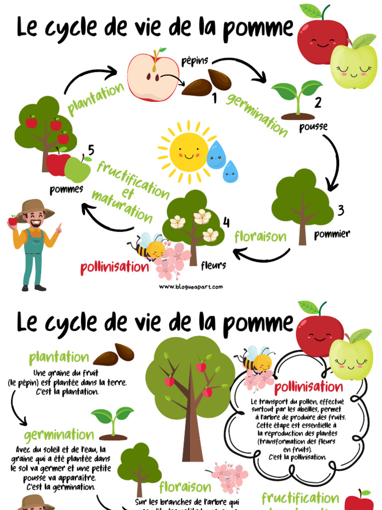 Pomme Le Cycle de Vie | PDF