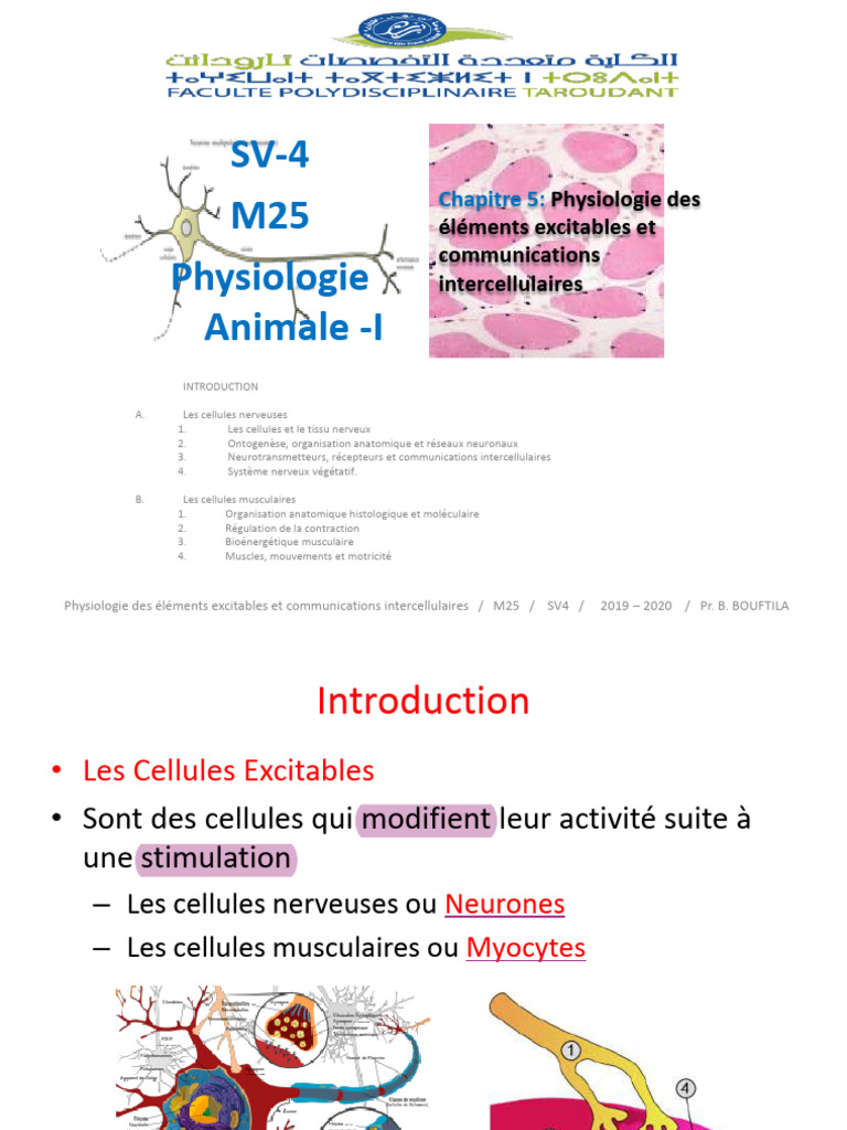 Chap.5 Physiologie Des Éléments Excitables Et Communications ...