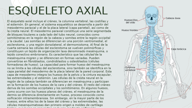Esqueleto Axial | PDF