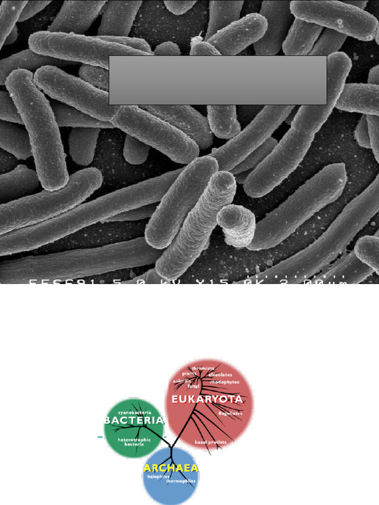Morfologia e Estrutura Das Bactérias | PDF