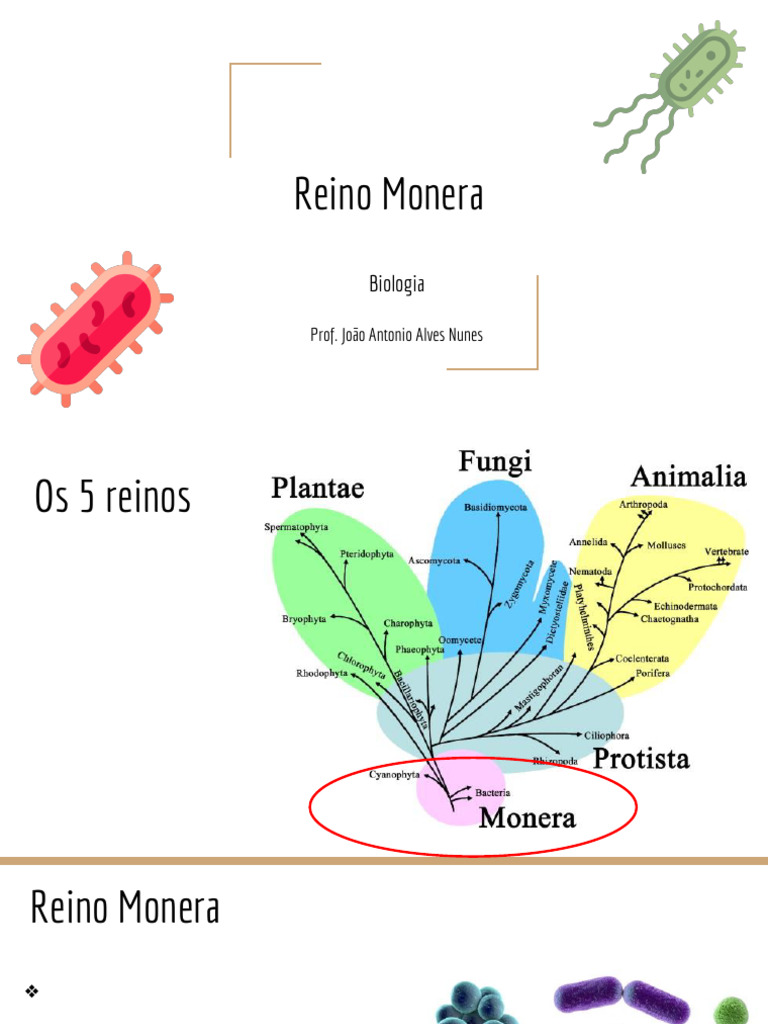Reino Monera Aula 1 | PDF