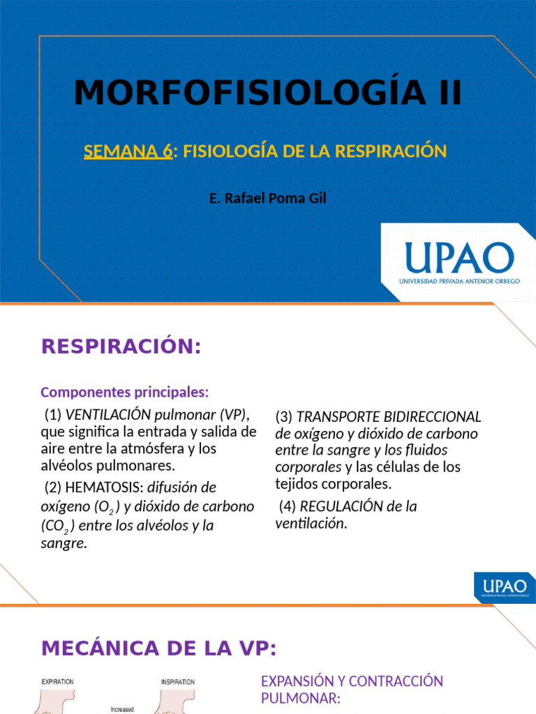 Morfo II Fisiología Semana 6 Poma Gil | PDF