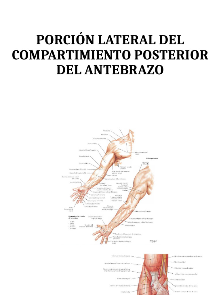 Expo - Comp. Antebraquial Post. | PDF