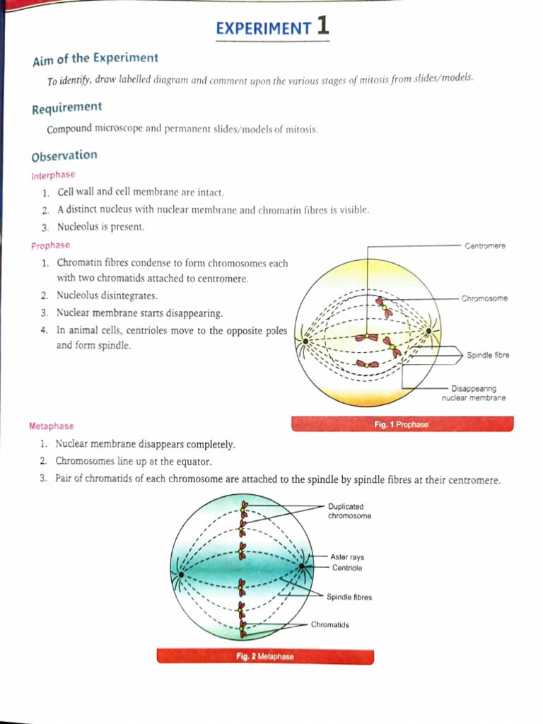 Class 10 Practical Journal | PDF
