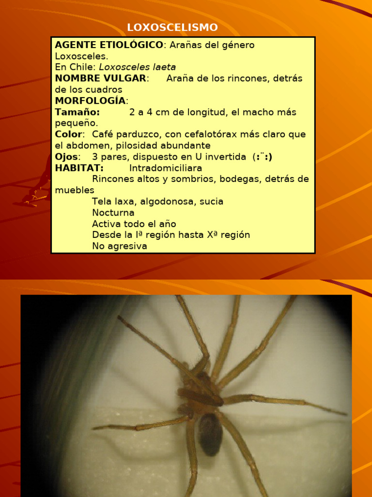 Loxocelismo | PDF
