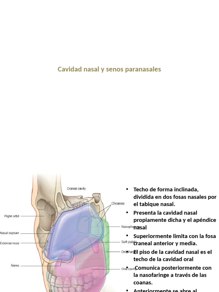 Cavidad Nasal y Senos Paranasales | PDF