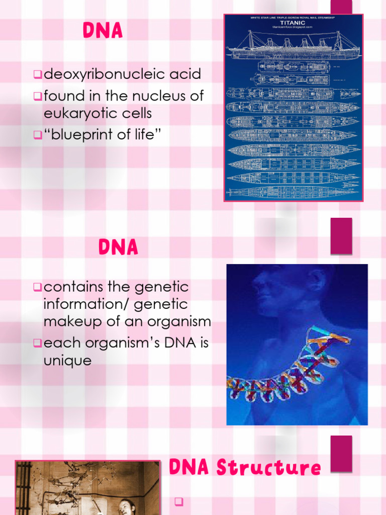 DNA Lecture Only | PDF | Gene | Dna