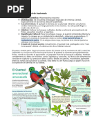 El Quetzal | PDF | Aves | Ornitología