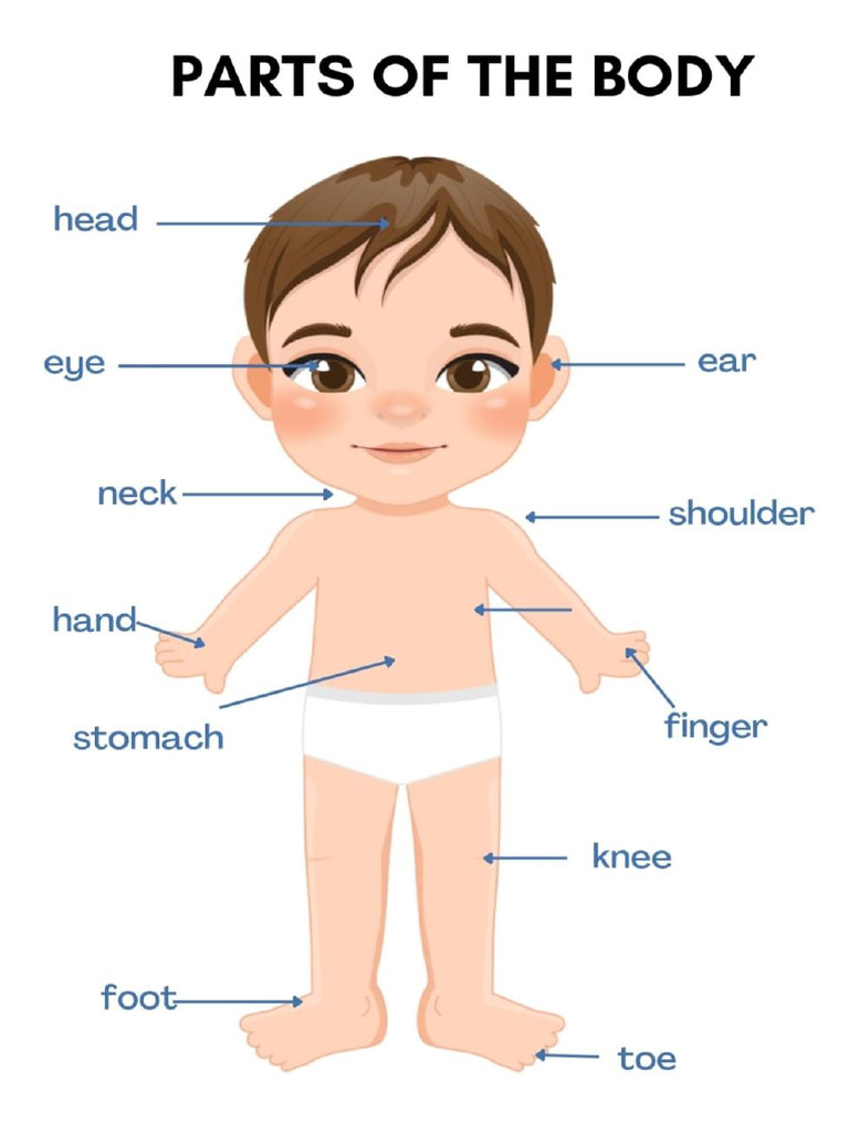 Body Parts | PDF