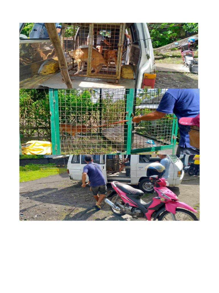 Dog Catching | PDF