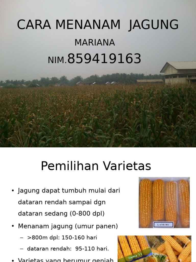 Mariana - 859419163 PPT - Cara Menam Jagung | PDF