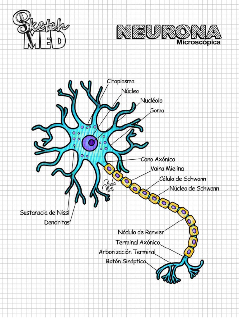 Neurona | PDF