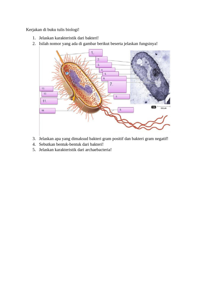 Tugas Bakteri | PDF
