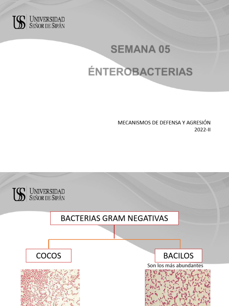 Practica Enterobacterias | PDF