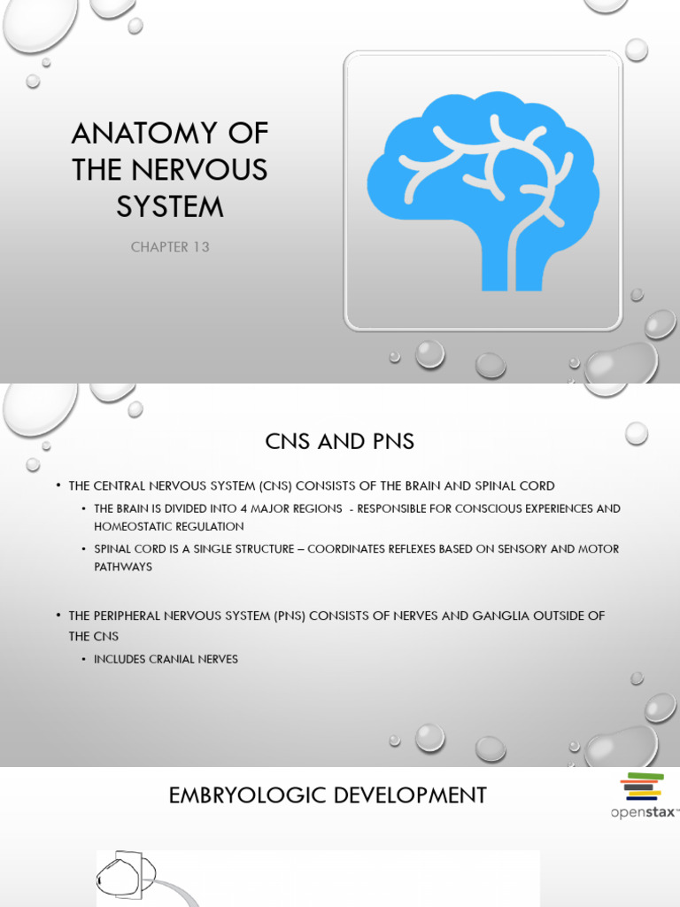Outcome 2 Nervous System, Chapter 13 | PDF