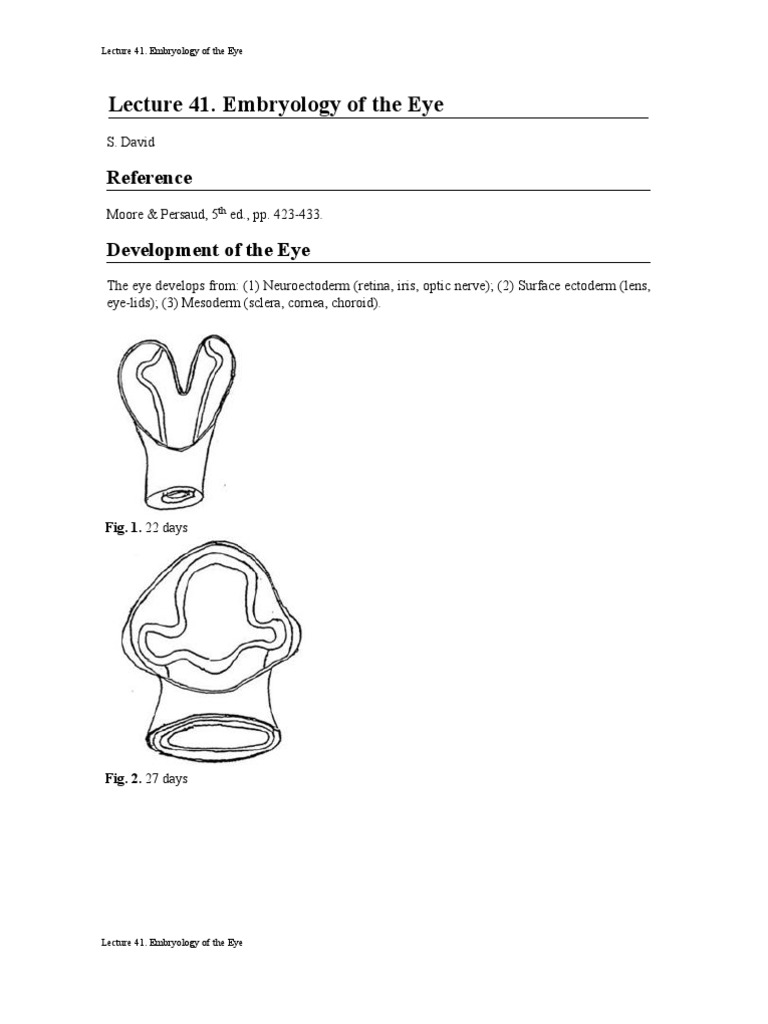 Embryo Eye Development | PDF | Retina | Cornea