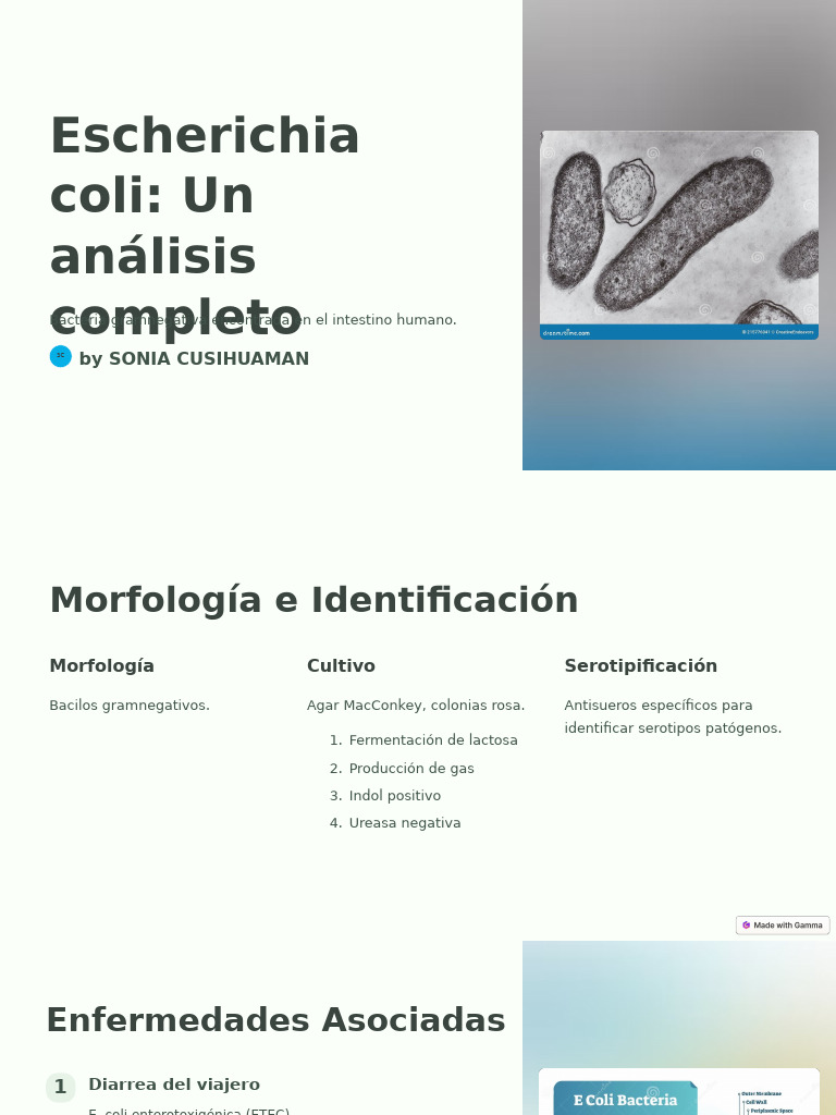 Escherichia Coli Un Analisis Completo | PDF