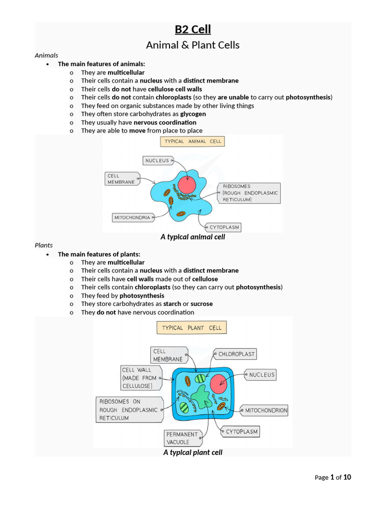 B2 Cell | PDF