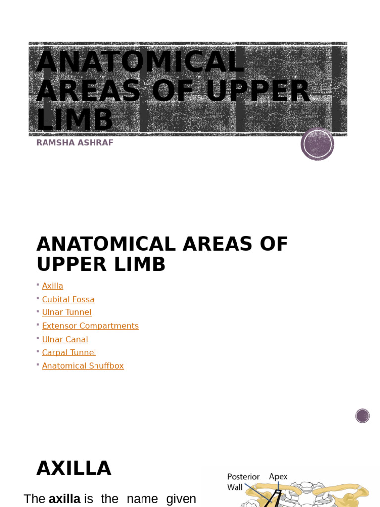 Anatomical Areas of Upper Limb | PDF