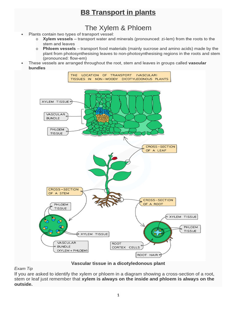 B8 Transport in Plants | PDF