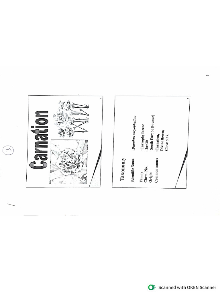 CARNATION | PDF